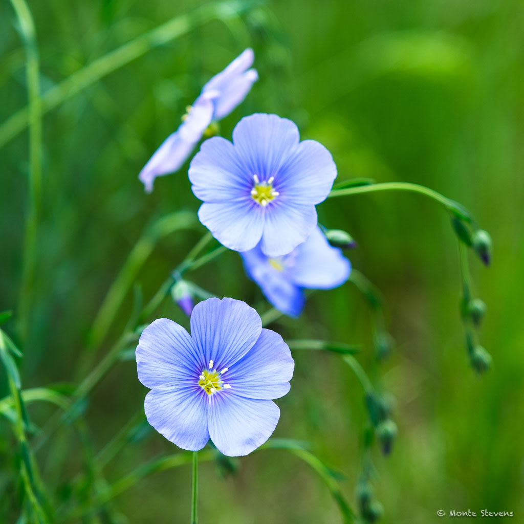 The Gift of Knowing You – Monte Stevens Blog