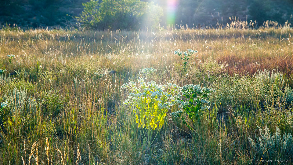 The Sunbeam – Monte Stevens Blog