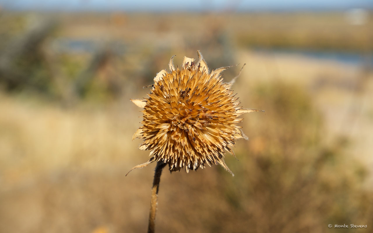 Discovering Life – Monte Stevens Blog