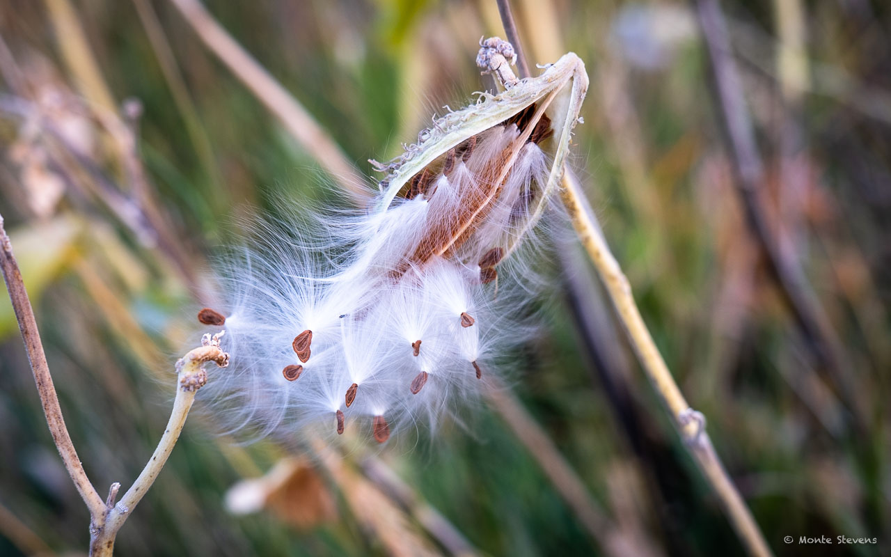 Now Popping Open – Monte Stevens Blog